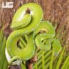 Snakes For Sale - Underground Reptiles