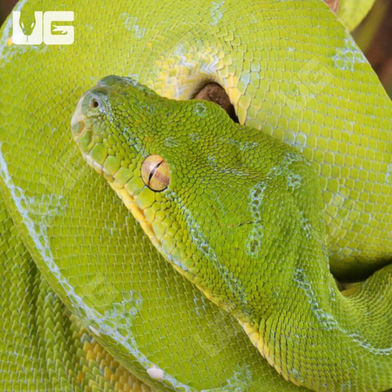 Manakwari Green Tree Pythons For Sale - Underground Reptiles