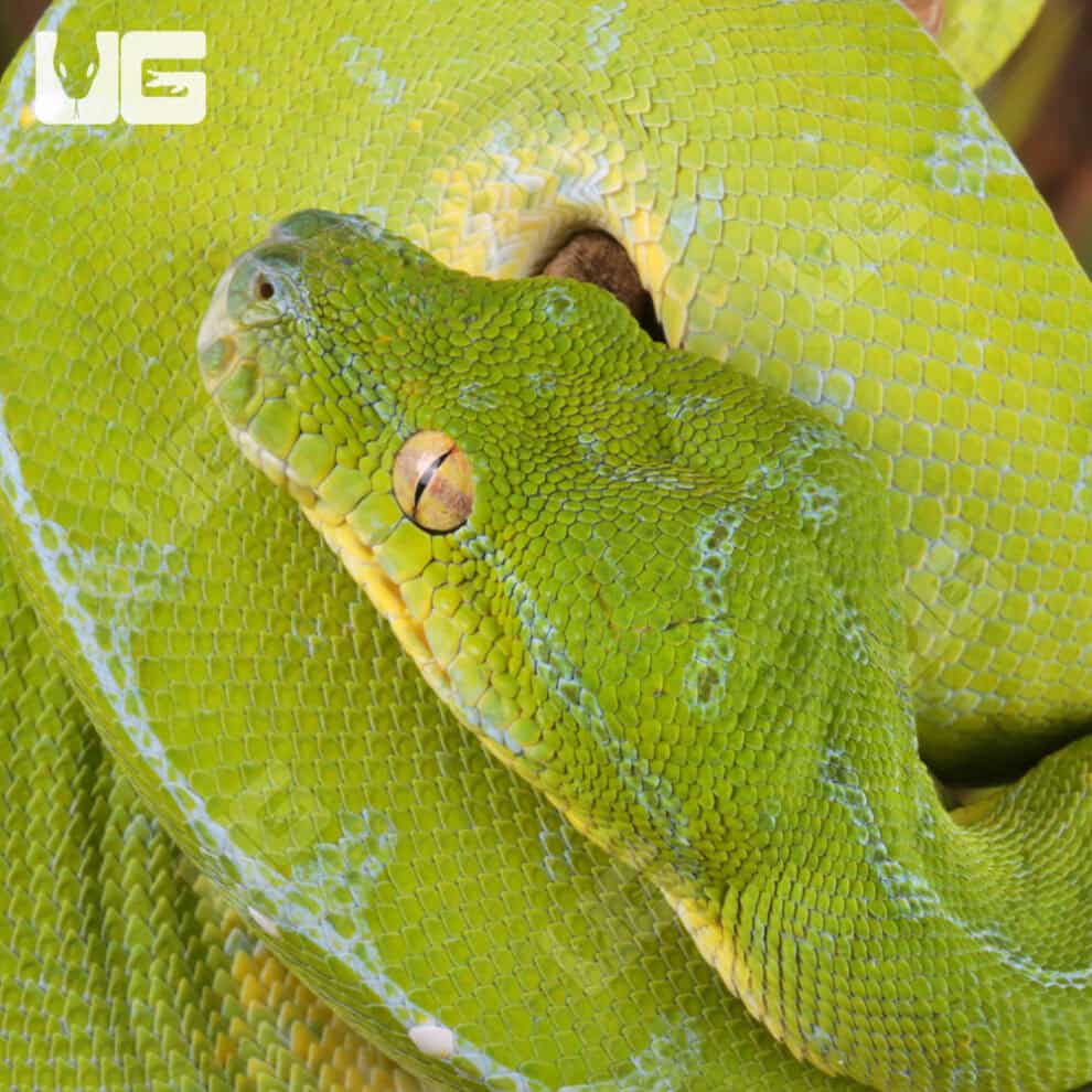 Manakwari Green Tree Pythons For Sale - Underground Reptiles