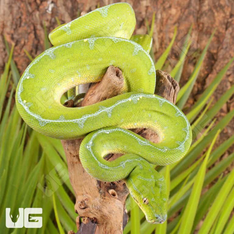 Manakwari Green Tree Pythons For Sale - Underground Reptiles