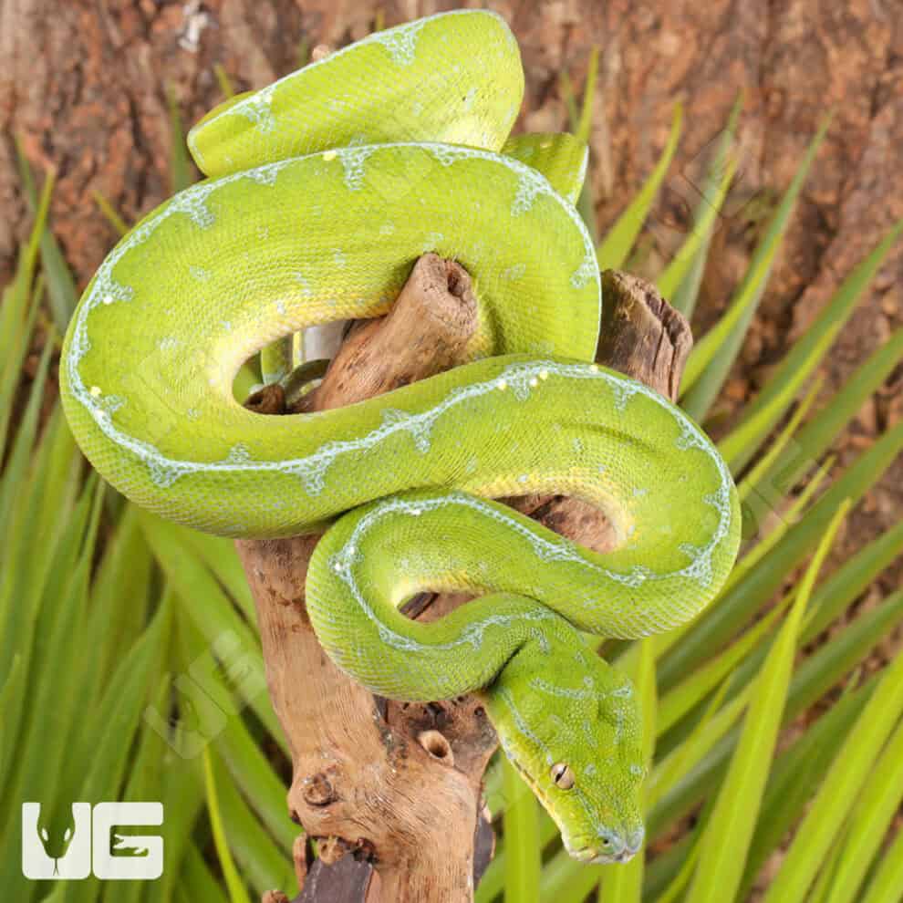 Manakwari Green Tree Pythons For Sale - Underground Reptiles