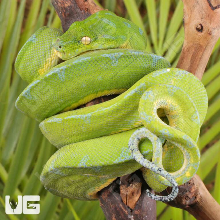 Green Tree Pythons For Sale - Underground Reptiles