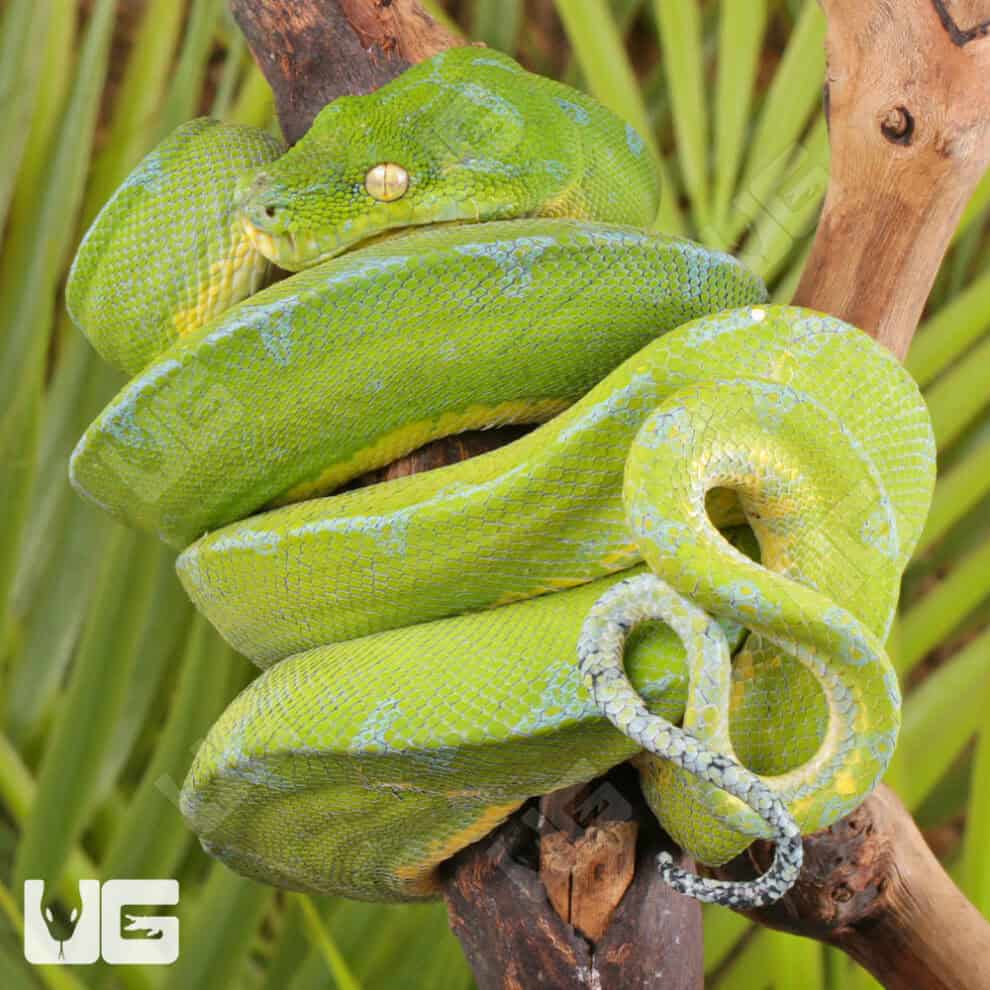 Shop Reptiles, Amphibians, Inverts & More - Underground Reptiles