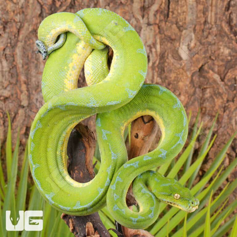 Green Tree Pythons For Sale - Underground Reptiles