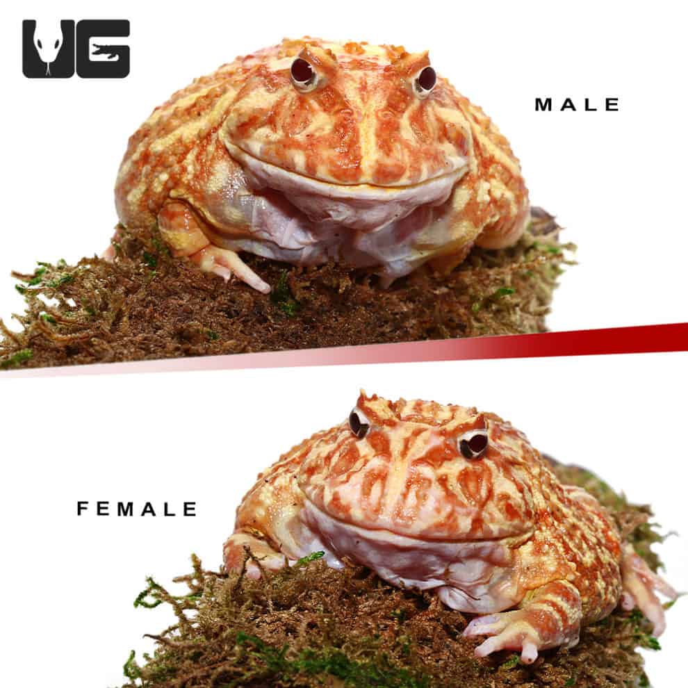 Apricot Pacman Frogs For Sale - Underground Reptiles