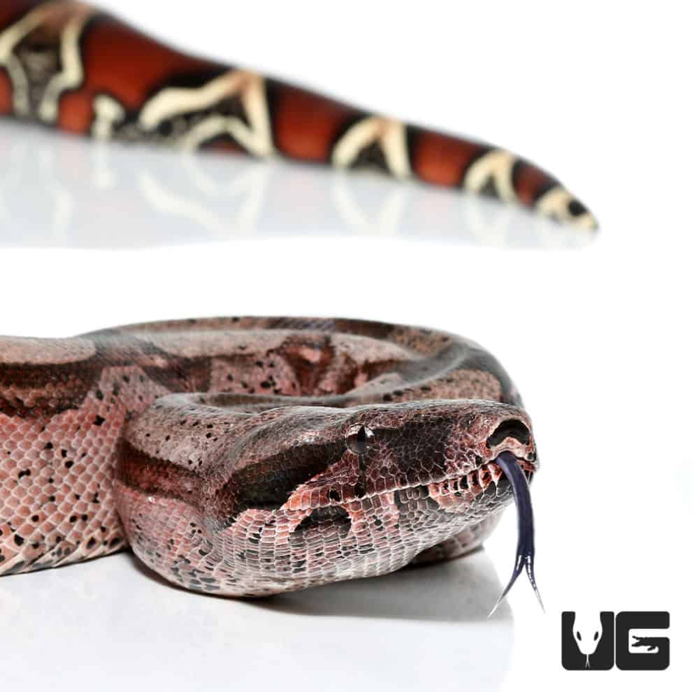 Guyana Redtail Boa For Sale - Underground Reptiles
