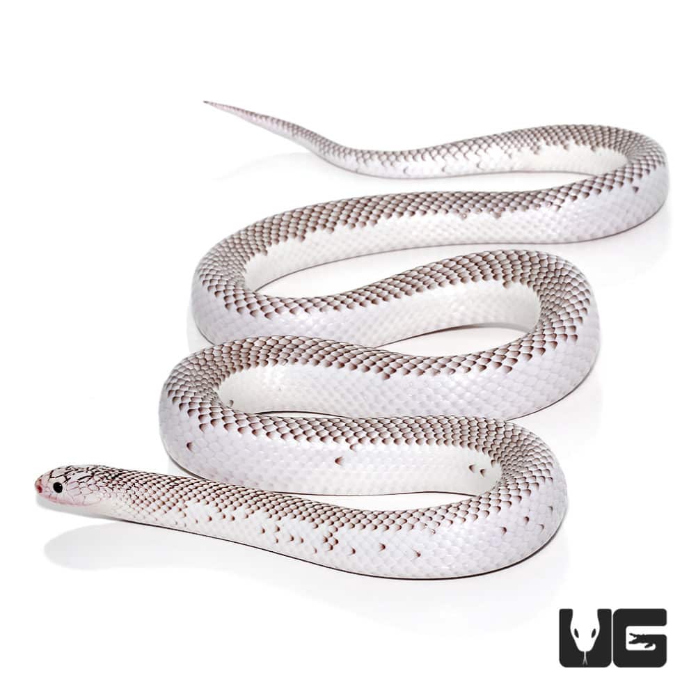 Adult male Florida Kingsnake For Sale - Underground Reptiles