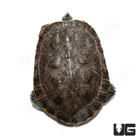 Baby Mexican Ornate Slider Turtles For Sale - Underground Reptiles