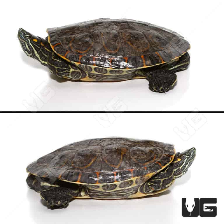 Baby Mexican Ornate Slider Turtles For Sale - Underground Reptiles