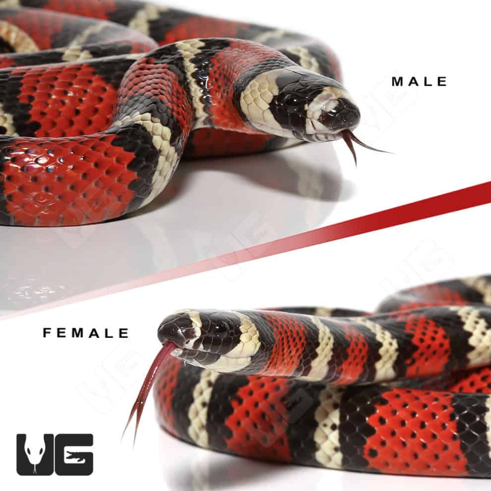 Adult Stuarts Milksnakes for sale - Underground Reptiles