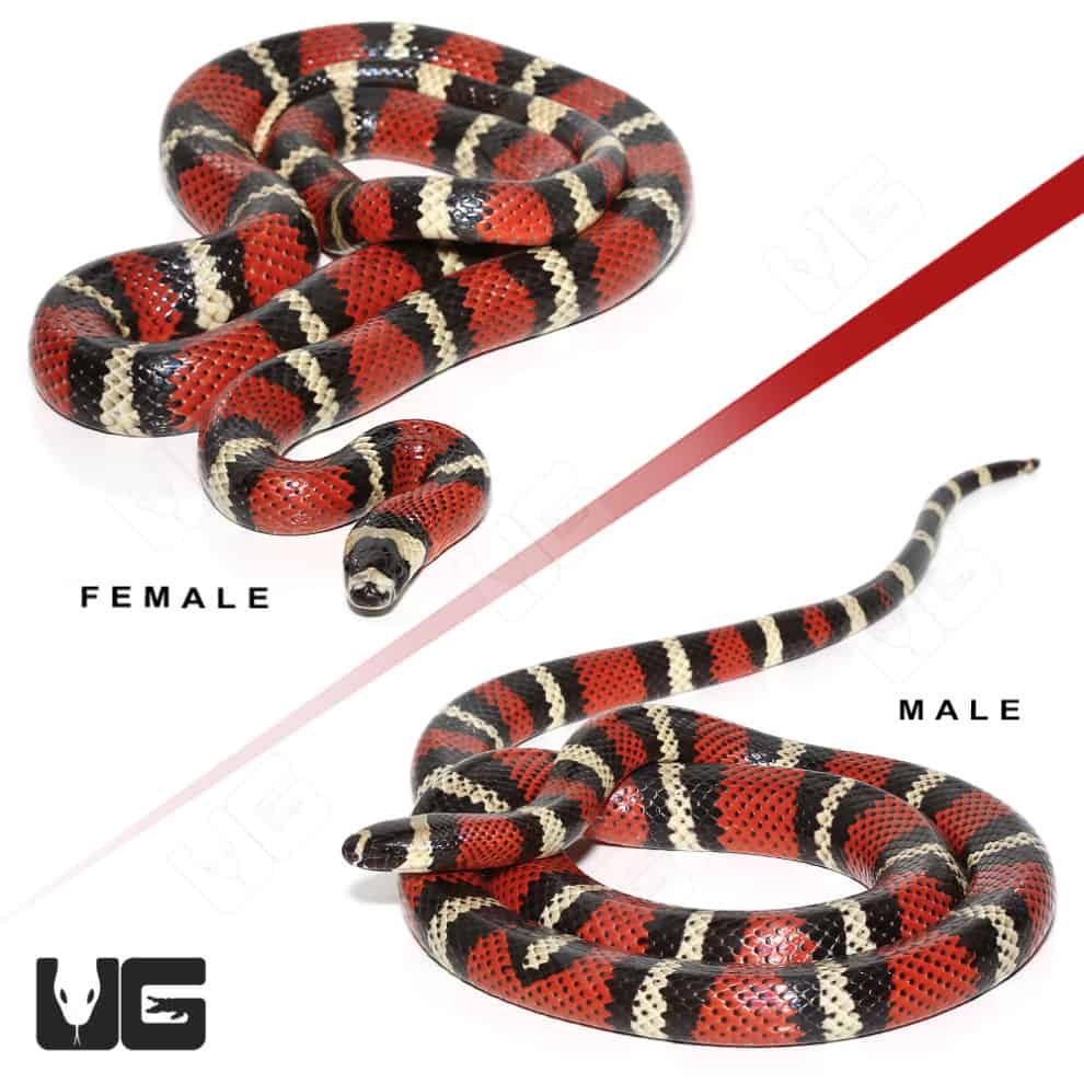 Adult Stuarts Milksnakes for sale - Underground Reptiles