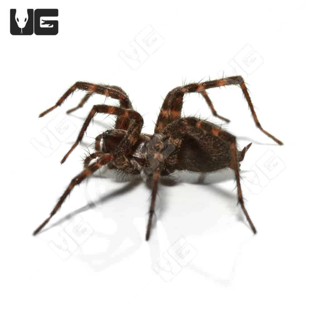 Arizona Funnel Weaver for sale - Underground Reptiles