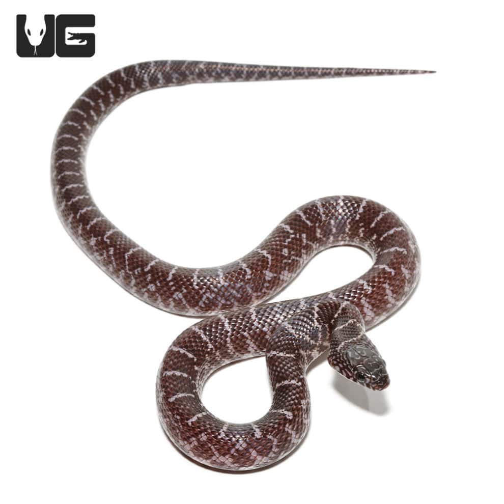 Adult male Florida Kingsnake For Sale - Underground Reptiles