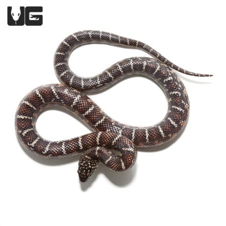 Baby Florida Kingsnakes For Sale - Underground Reptiles