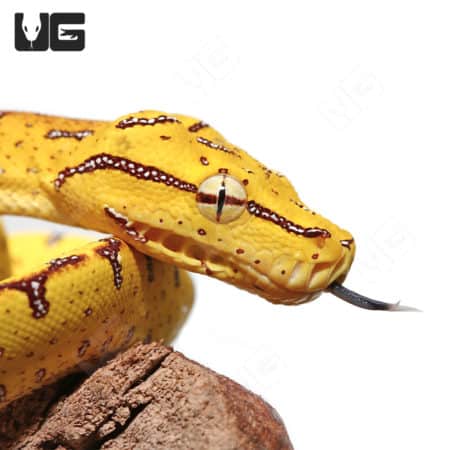 Green Tree Pythons For Sale - Underground Reptiles