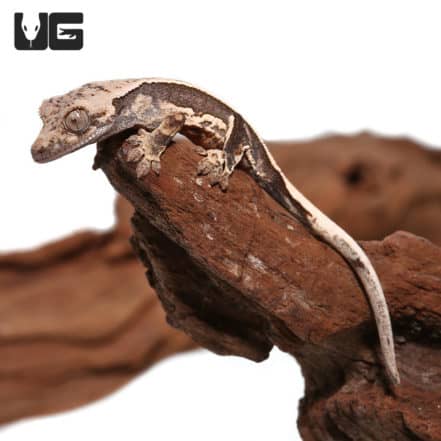 Baby Empty Back Partial Pinstripe Harlequin Crested Gecko For Sale ...