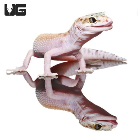Female Bells Albino Snake Eyes Leopard Gecko (Eublepharis macularius ...