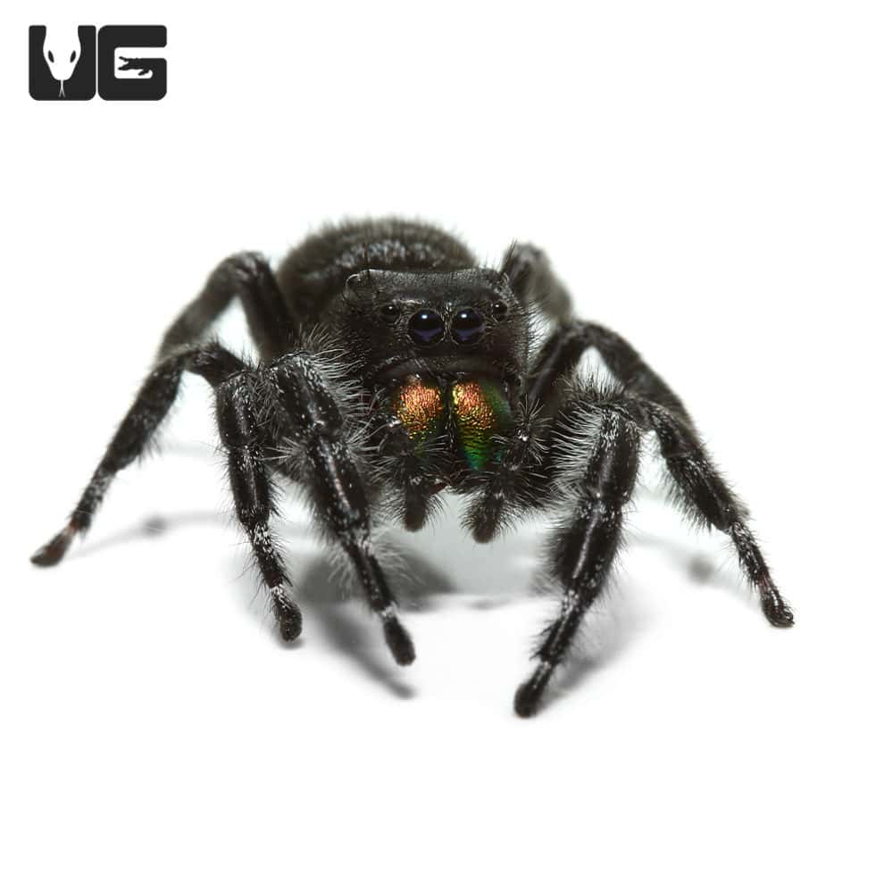 Tarantulas & Spiders For Sale - Underground Reptiles