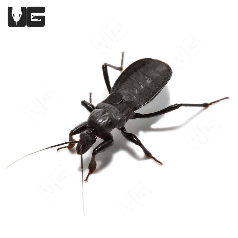Black Assassin Bug (Reduvius personatus) For Sale - Underground Reptiles