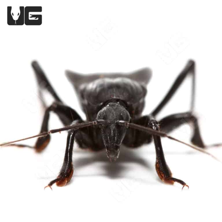 Black Assassin Bug (Reduvius personatus) For Sale - Underground Reptiles