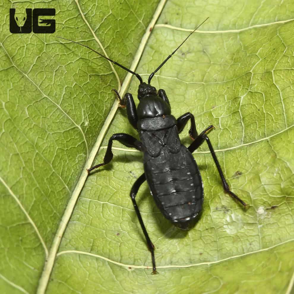 Black Assassin Bug (Reduvius personatus) For Sale - Underground Reptiles