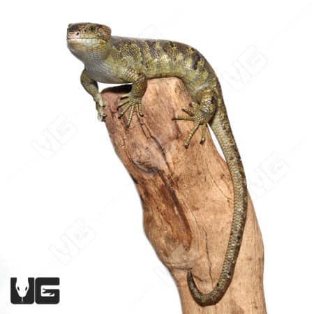 New Born Monkey Tailed Skinks For Sale - Underground Reptiles