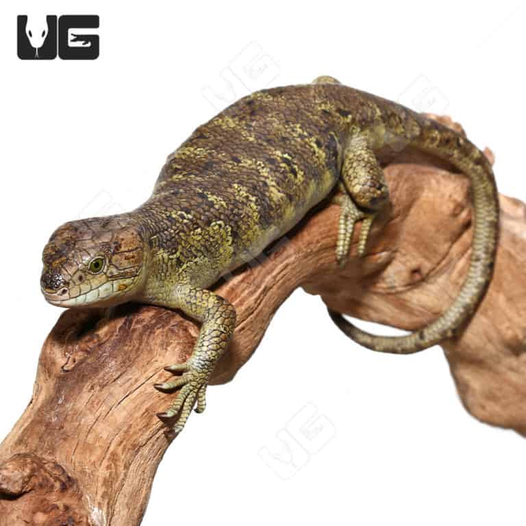 New Born Monkey Tailed Skinks For Sale - Underground Reptiles