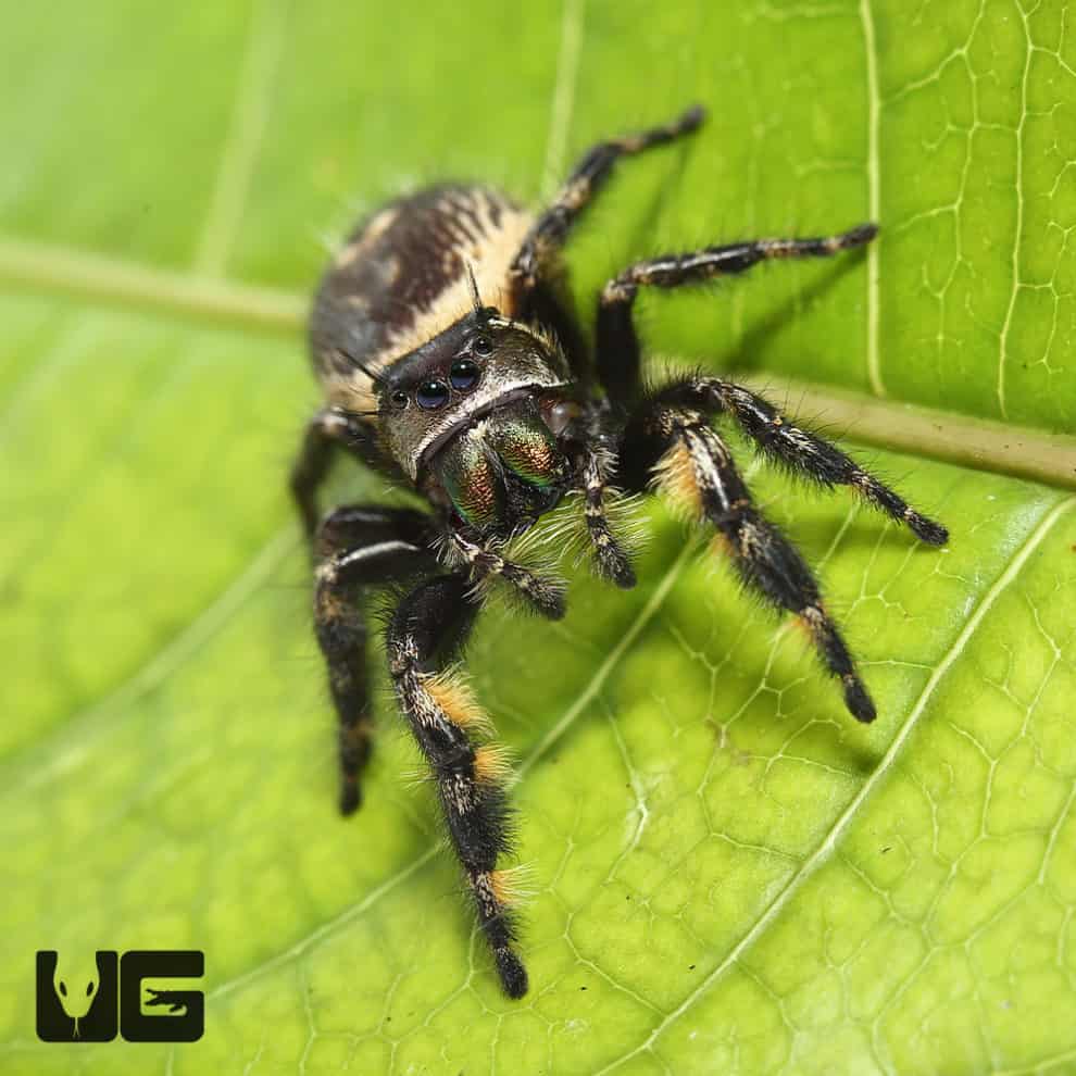 Adult Regal Jumping Spiders For Sale - Underground Reptiles