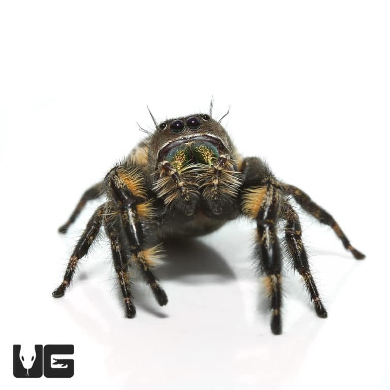 Adult Regal Jumping Spiders For Sale - Underground Reptiles