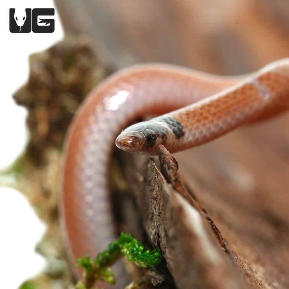 Southeastern crown snakes (Tantilla coronata) For Sale - Underground ...