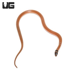 Southeastern crown snakes (Tantilla coronata) For Sale - Underground ...