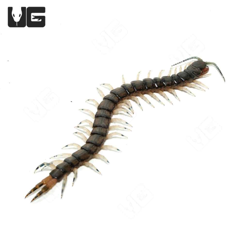 Eastern Bark Centipede - Underground Reptiles