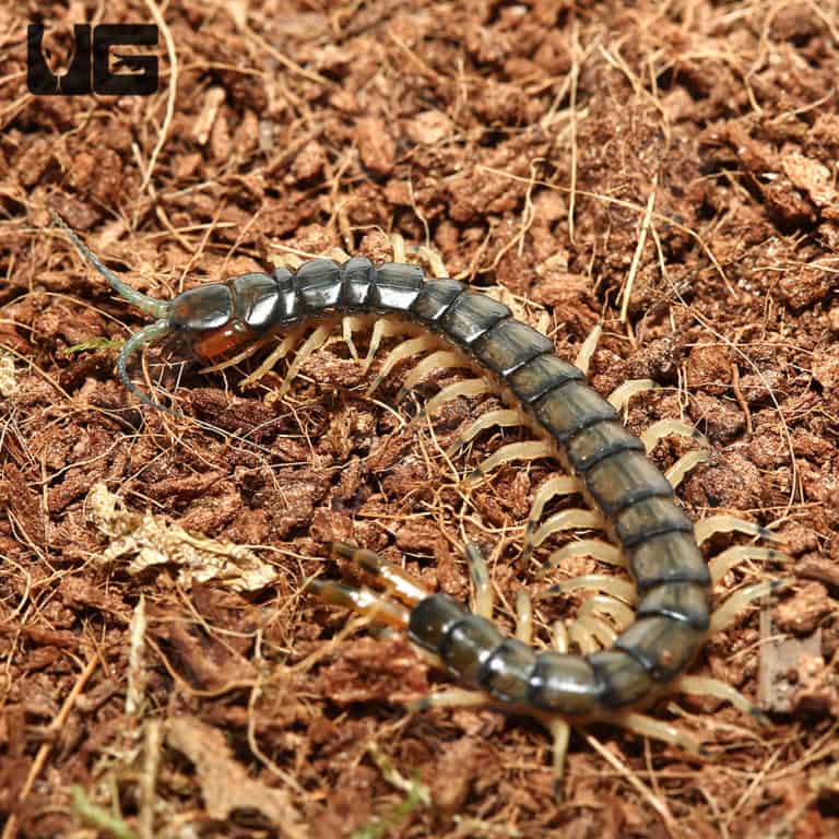 Eastern Bark Centipede - Underground Reptiles
