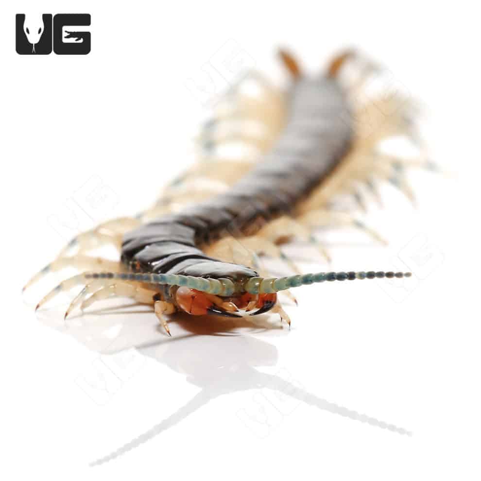 Eastern Bark Centipede - Underground Reptiles