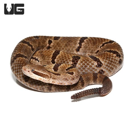 Female Durango Mountain Rattlesnake (Crotalus maculosus) For Sale ...