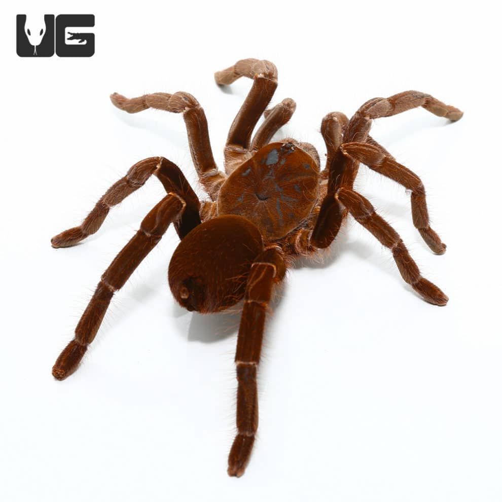 Hercules Baboon Tarantula (Hysterocates sp. "Niger Delta")For Sale ...