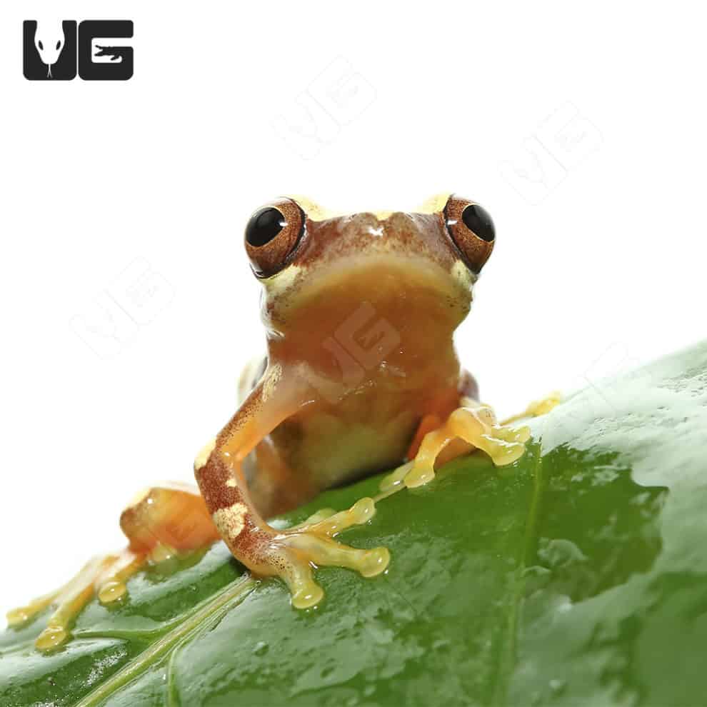 Hourglass Tree Frogs For Sale - Underground Reptiles
