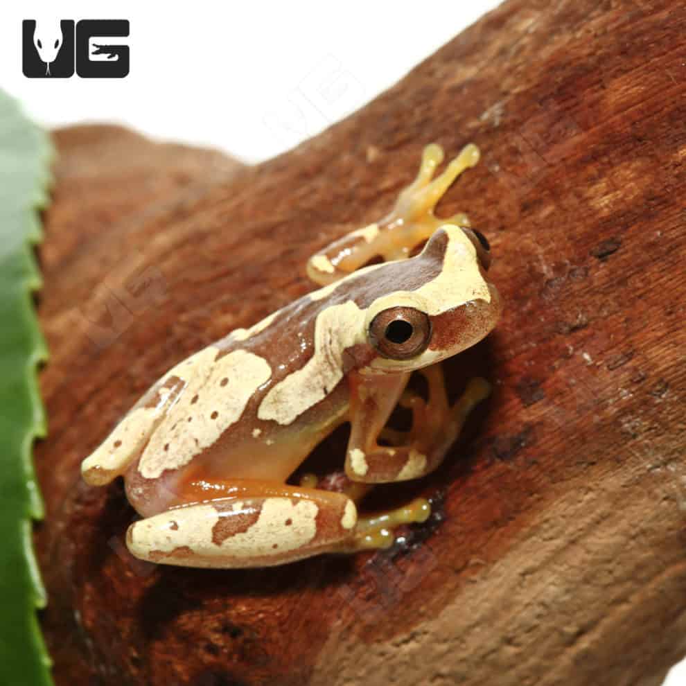 Hourglass Tree Frogs For Sale - Underground Reptiles