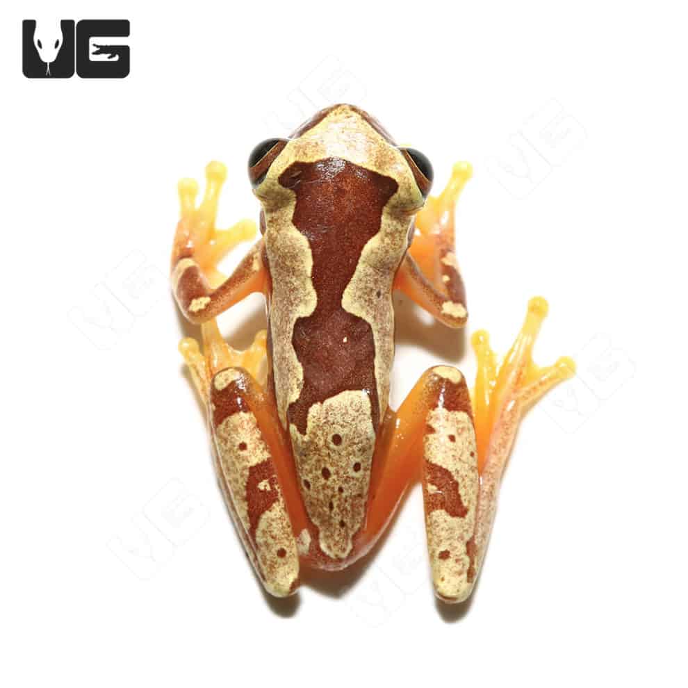 Hourglass Tree Frogs For Sale - Underground Reptiles