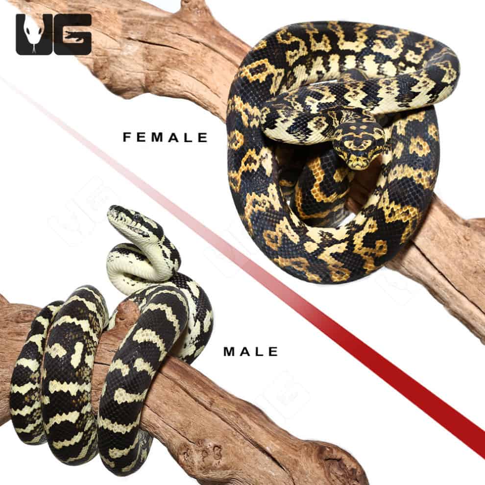 Male Jungle Carpet Pythons For Sale - Underground Reptiles