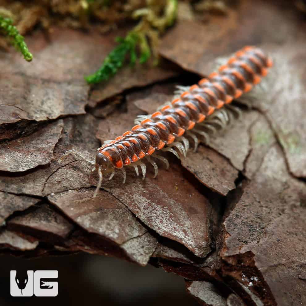 Leach's Millipede (Euryurus Leachii) For Sale - Underground Reptiles