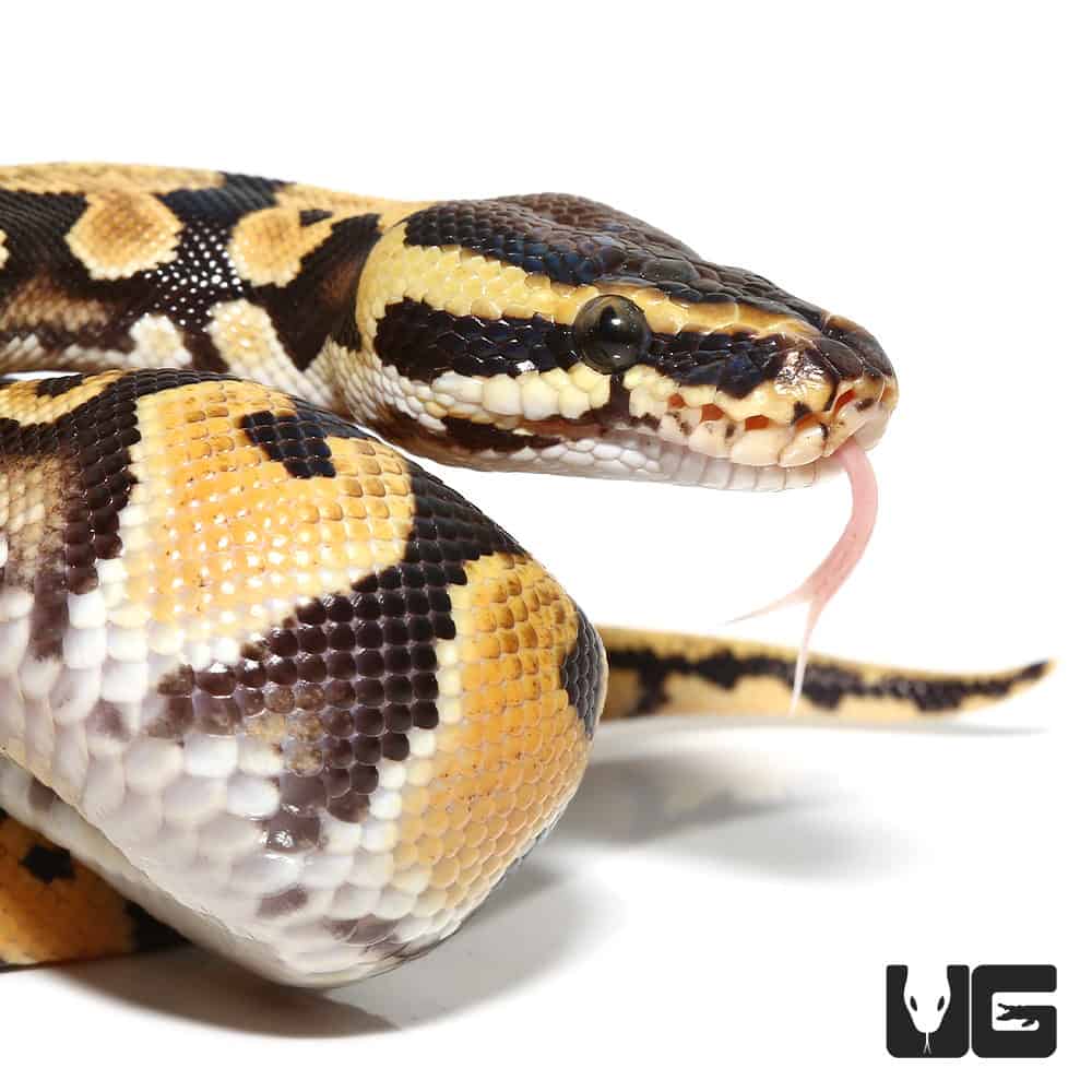 Baby Male Pastel Orange Dream Ball Python (Python regius) For Sale ...