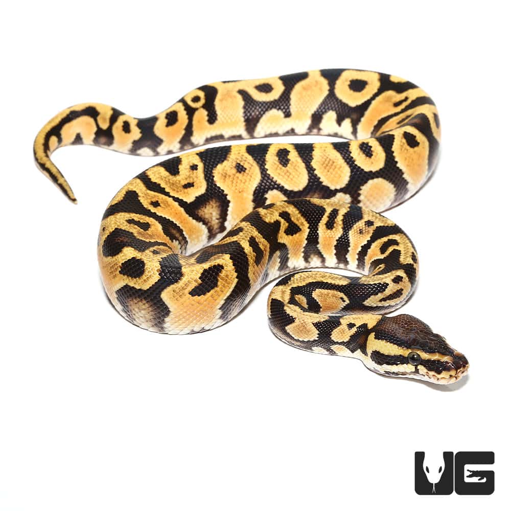 Baby Male Pastel Orange Dream Ball Python (Python regius) For Sale ...