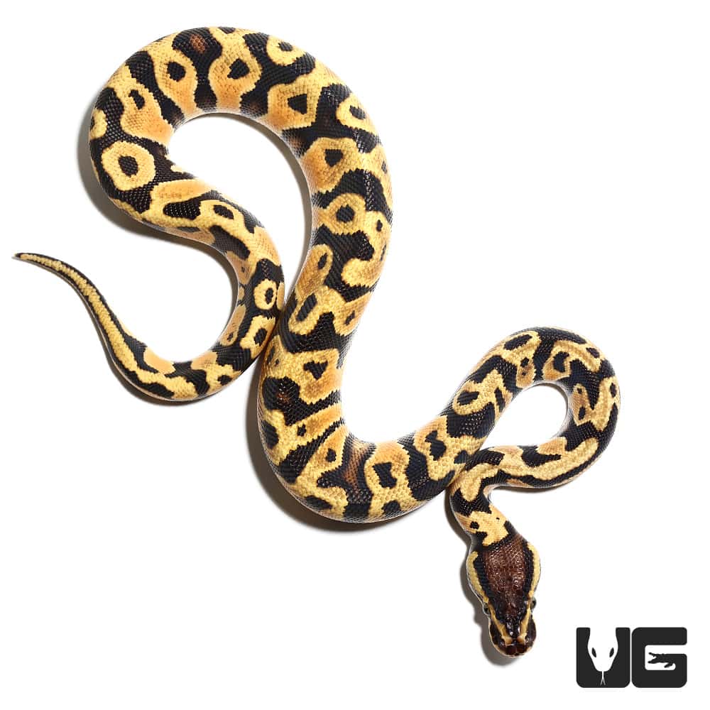 Baby Male Pastel Orange Dream Ball Python (Python regius) For Sale ...