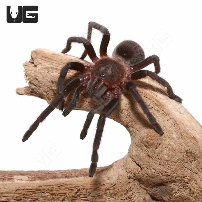 Mexican Red Rump Tarantulas For Sale - Underground Reptiles