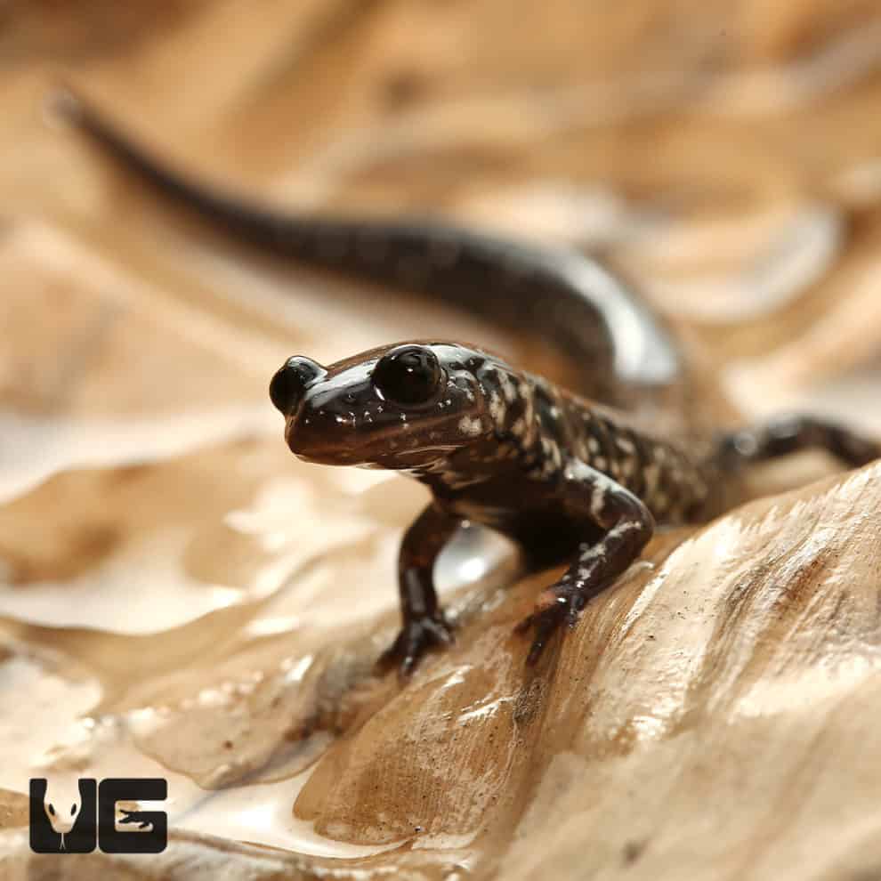 Mississippi Slimy Salamanders For Sale - Underground Reptiles