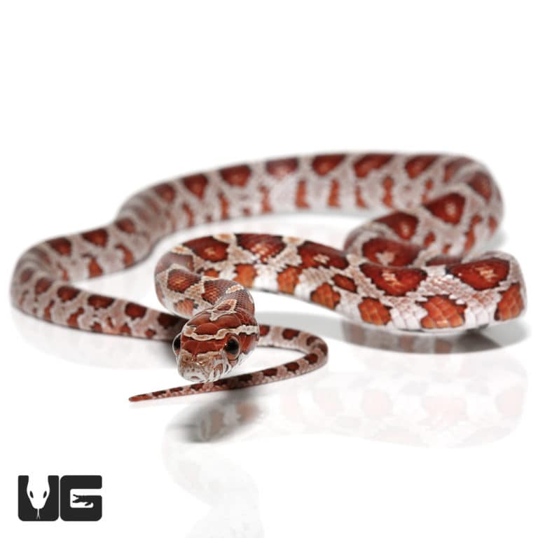 Baby Okeetee Cornsnakes For Sale - Underground Reptiles