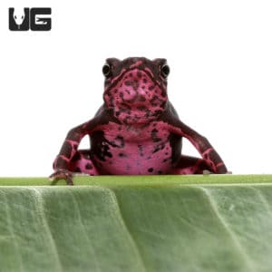 Purple Harlequin Toad For Sale - Underground Reptiles