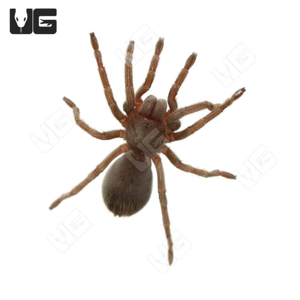 Tucson Blonde Tarantulas for sale - Underground Reptiles