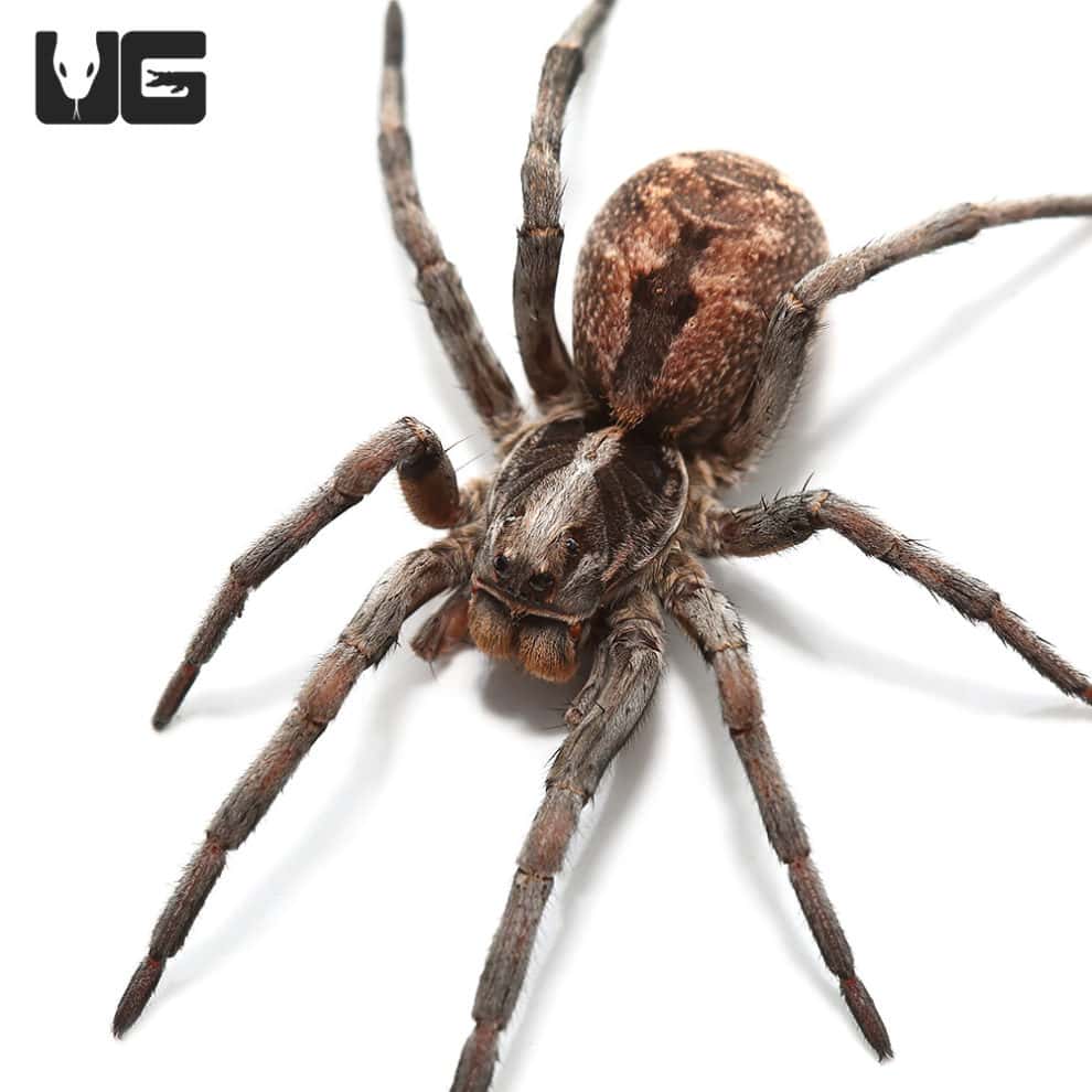 Adult Tucson Wolf Spider (Hogna carolinensis 'Tucson') for sale ...